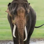 Minneriya Half Day Safari Tour - Setting the Stage: What Is the Minneriya Half Day Safari?