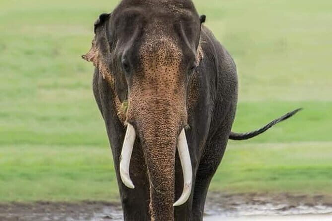 Minneriya Half Day Safari Tour - Setting the Stage: What Is the Minneriya Half Day Safari?