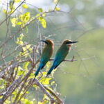 Minneriya half day tour - Why Travelers Love This Tour