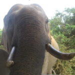 Minneriya Jeep Safari from Habarana Hotels - The Practical Side: Value and Booking