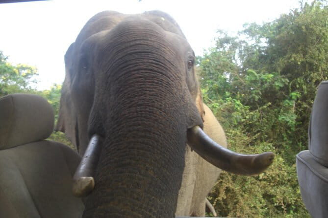 Minneriya Jeep Safari from Habarana Hotels - The Practical Side: Value and Booking