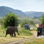 Minneriya/Kaudulla or Hurulu Eco Park Jeep Safari including Entrance Fee - The Itinerary: What to Expect During Your Safari