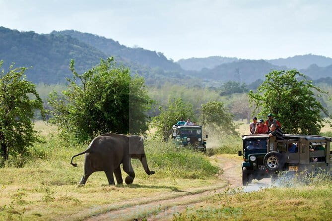 Minneriya/Kaudulla or Hurulu Eco Park Jeep Safari including Entrance Fee - The Itinerary: What to Expect During Your Safari