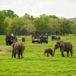 Minneriya: Minneriya National Park Private Elephant Safari - Detailed Breakdown of the Experience