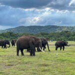 Minneriya: Minneriya National Park Private Jeep Safari - The Itinerary: A Closer Look