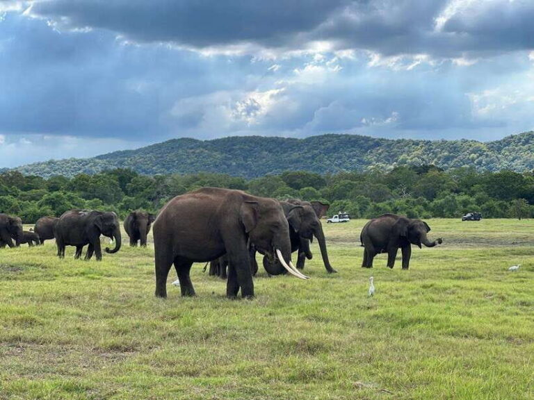 Minneriya: Minneriya National Park Private Jeep Safari - The Itinerary: A Closer Look