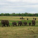 Minneriya National Park Half Day Elephant Safari - Detailed Breakdown of the Itinerary