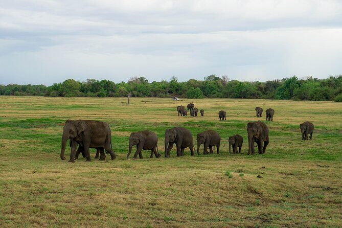 Minneriya National Park Half Day Elephant Safari - Detailed Breakdown of the Itinerary