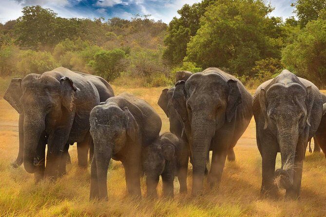 Minneriya National Park Half Day Jeep Safari - Who Should Consider This Tour?