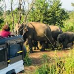 Minneriya National Park Half Day safari - The Itinerary