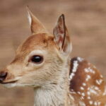 Minneriya National Park Jeep Safari from Trincomalee - Who Will Love This Tour?