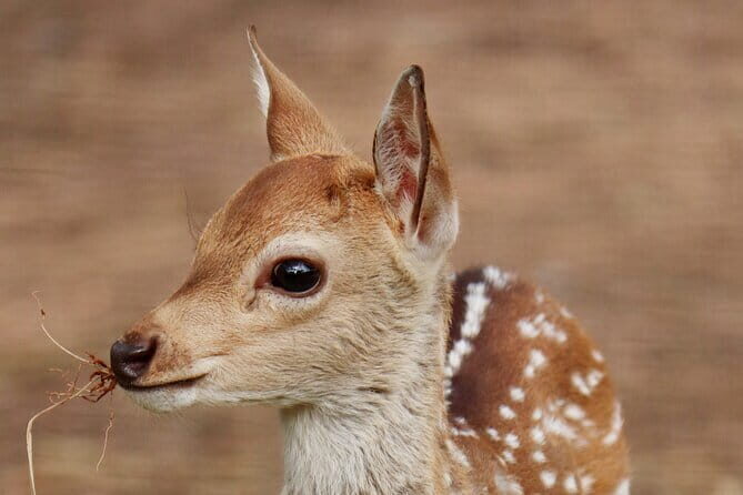 Minneriya National Park Jeep Safari from Trincomalee - Who Will Love This Tour?