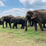 Minneriya National Park: Private 4x4 Jeep Safari - Who Should Consider This Safari?