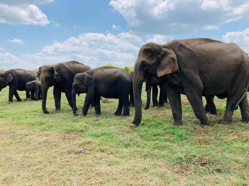 Minneriya National Park: Private 4x4 Jeep Safari - Who Should Consider This Safari?