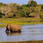 Minneriya National Park private safari - An In-Depth Look at the Tour