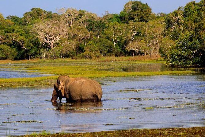 Minneriya National Park private safari - An In-Depth Look at the Tour