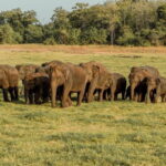 Minneriya National Park Private Safari - Why This Tour Scores Highly