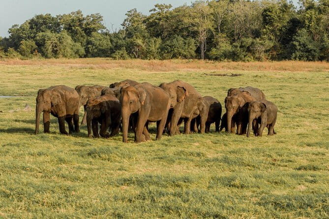 Minneriya National Park Private Safari - Why This Tour Scores Highly