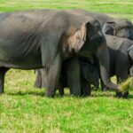 Minneriya National Park Private Safari from Habarana - Why This Tour Stands Out