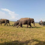 Minneriya National Park: Private Safari with Hotel Pick-up - What You Can Expect from the Safari