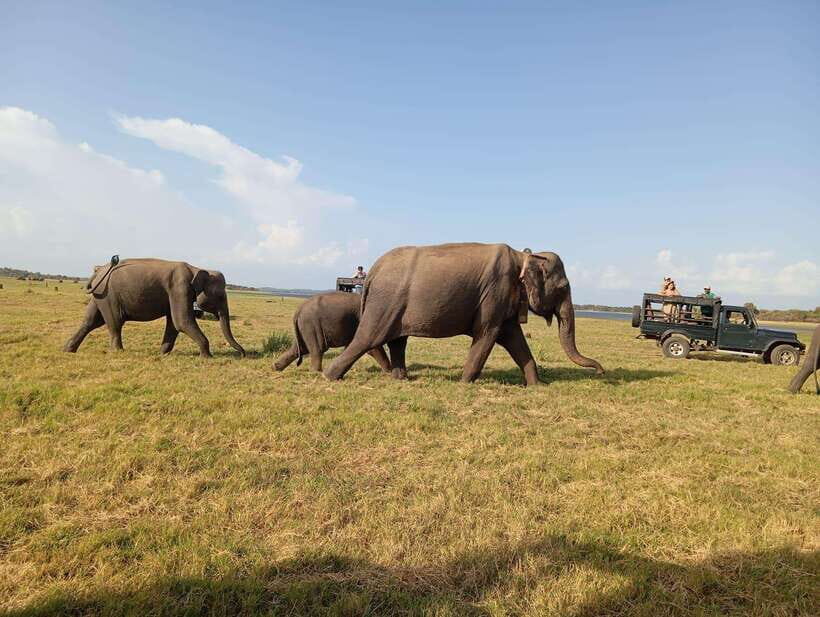 Minneriya National Park: Private Safari with Hotel Pick-up - What You Can Expect from the Safari
