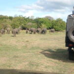 Minneriya National Park Safari - Exploring Minneriya National Park: A Deep Dive