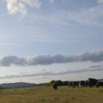 Minneriya National Park Safari - Entrance Fee Included - Practical Details and Value