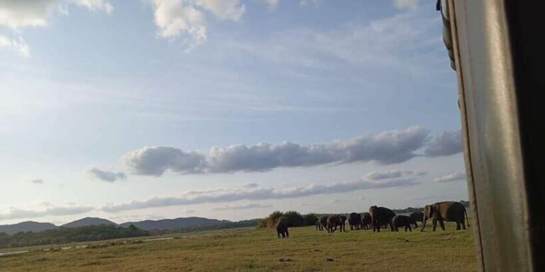 Minneriya National Park Safari - Entrance Fee Included - Practical Details and Value