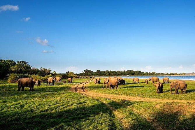 Minneriya National Park Safari from Habarana - What to Expect: A Deep Dive into the Itinerary