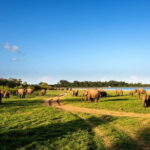 Minneriya National Park Safari from Polonnaruwa - Exploring the Itinerary in Detail