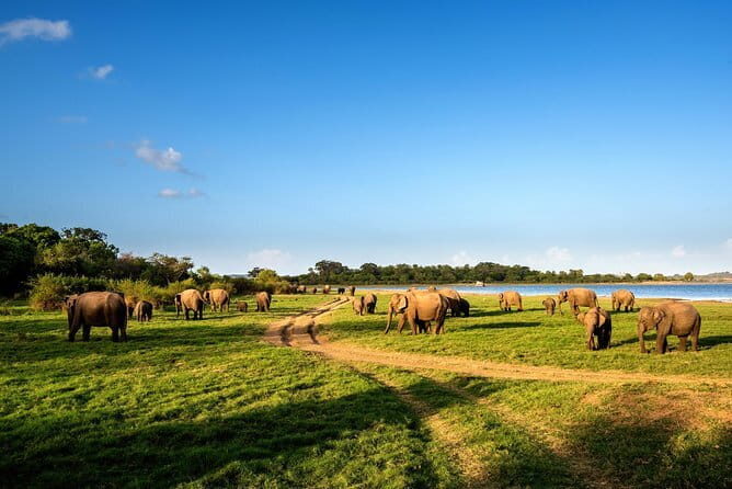 Minneriya National Park Safari from Polonnaruwa - Exploring the Itinerary in Detail