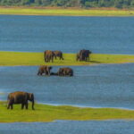 Minneriya National Park Safari from Sigiriya (Private Group) - Why Choose This Safari?