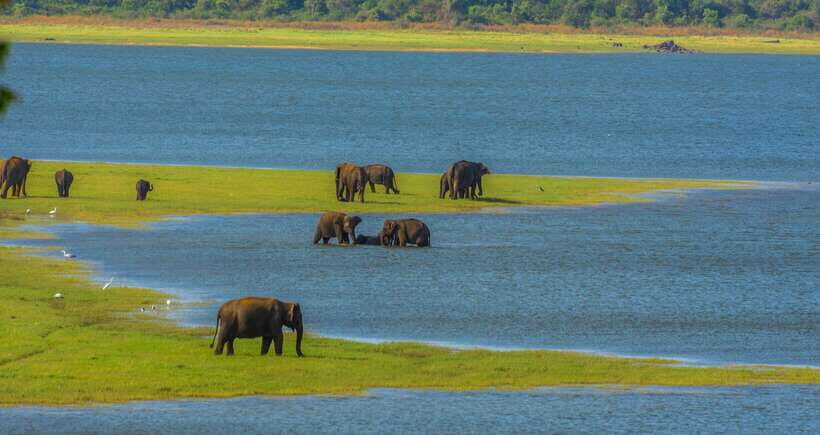 Minneriya National Park Safari from Sigiriya (Private Group) - Why Choose This Safari?