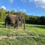 Minneriya National Park : Safari Jeep with Tickets - The Itinerary – What You Can Expect