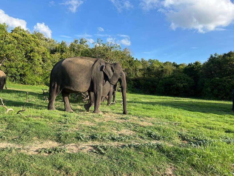 Minneriya National Park : Safari Jeep with Tickets - The Itinerary – What You Can Expect