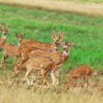 Minneriya national park safari with jeep From Colombo - Pricing and Value: Is It Worth It?