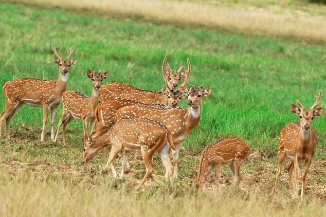 Minneriya national park safari with jeep From Colombo - Pricing and Value: Is It Worth It?