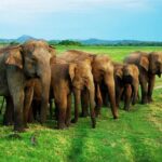 Minneriya national park safari with jeep From Kandy - The Itinerary Breakdown
