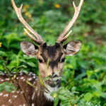 Minneriya Safari Park Private Tour From Habarana/Sigiriya - The Authentic Experience: Why It Matters