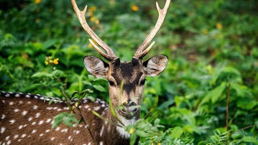 Minneriya Safari Park Private Tour From Habarana/Sigiriya - The Authentic Experience: Why It Matters