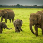 Minneriya Safari Tour from Habarana - The Practicalities: What You Need to Know