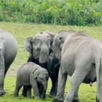 Minneriya:Jeep Safari From Sigiriya - Value and Cost: Is It Worth It?