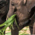 Mirissa/Galle: Transfer to Ella & YALA & UDAWALAWA Safaris - The Practicalities