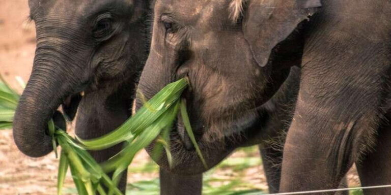 Mirissa/Galle: Transfer to Ella & YALA & UDAWALAWA Safaris - The Practicalities