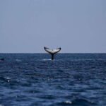 Mirissa: Sunset Catamaran Sailing Boat Tour with Dinner - Group Dynamics and Practical Details