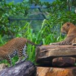 Mirissa To Ella Via Udawalawe Safari With Holiday Walkers Sri Lanka - Detailed Itinerary Breakdown