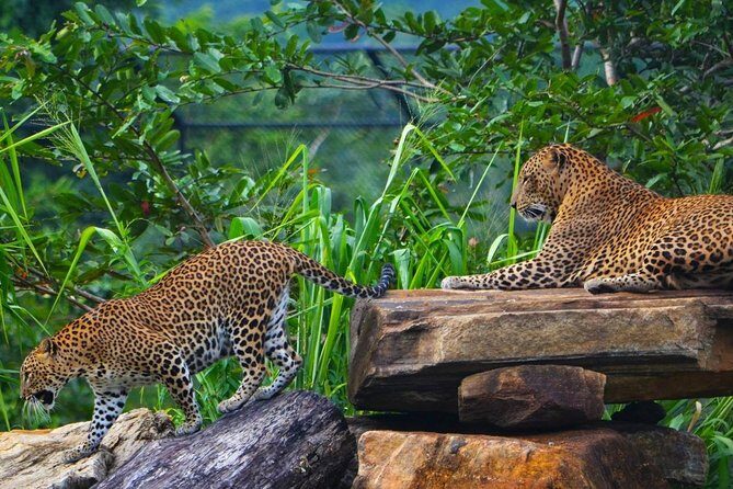 Mirissa To Ella Via Udawalawe Safari With Holiday Walkers Sri Lanka - Detailed Itinerary Breakdown