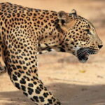 Mirissa, Weligama, or Galle: Transfer to Ella & Yala Safari - Key Points