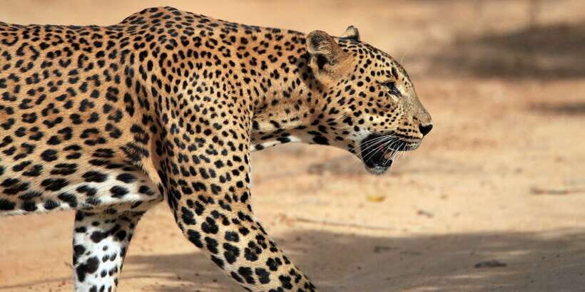 Mirissa, Weligama, or Galle: Transfer to Ella & Yala Safari - Key Points