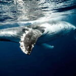 Mirissa: Whale Watching Cruise - What You Can Expect from the Tour